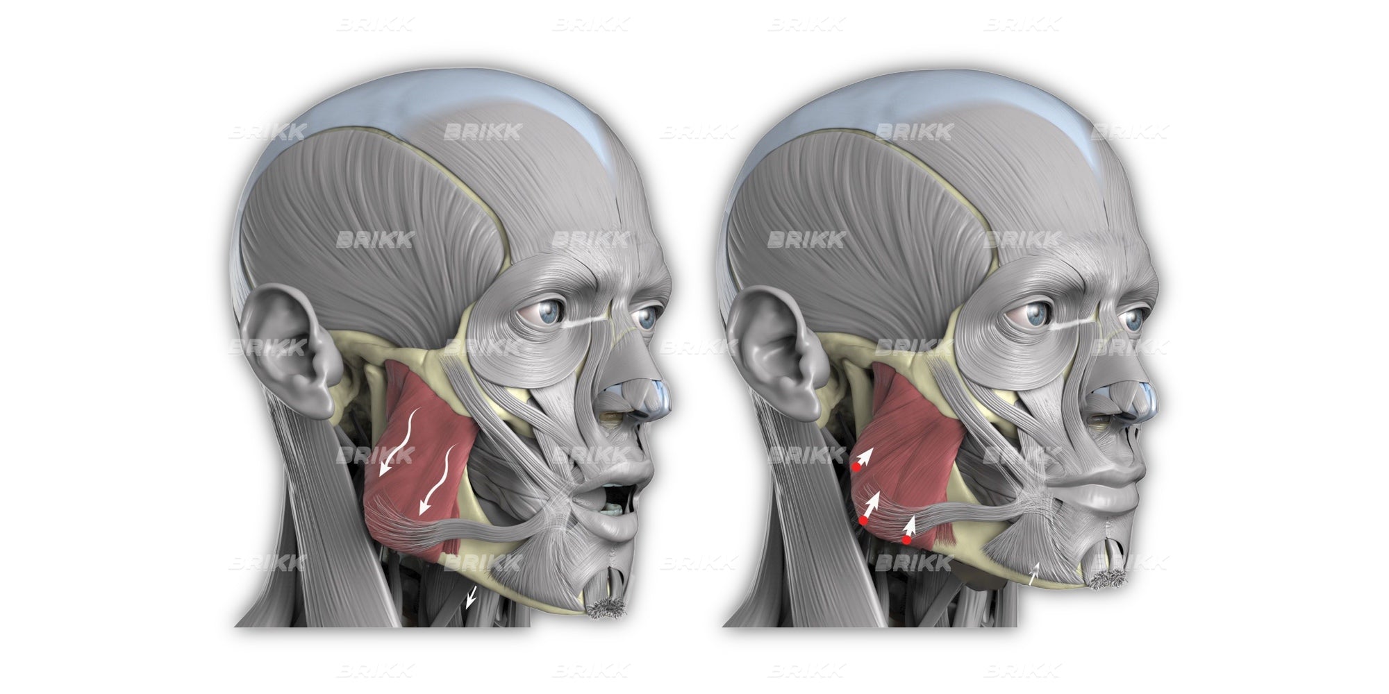 Train your jaw and facial muscles with BRIKK MastiGum® and JawMaxxer®
